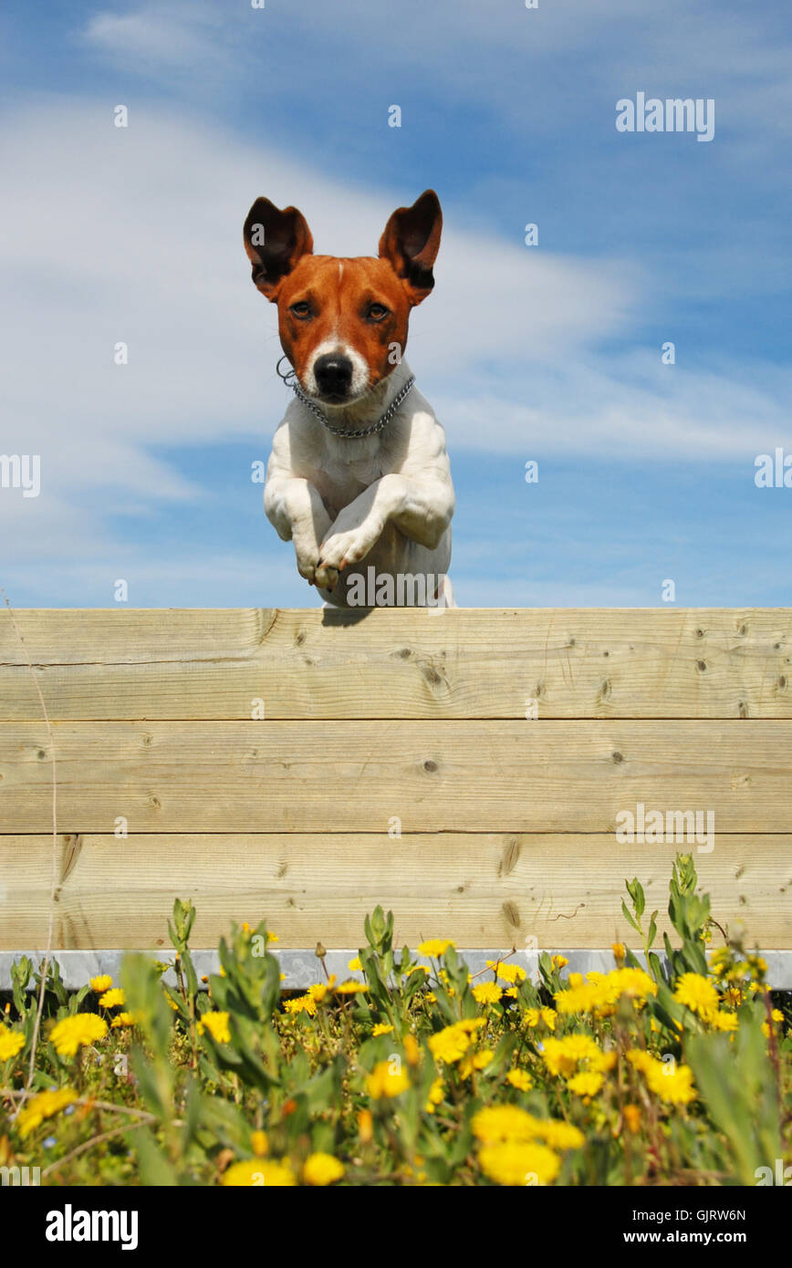 pet dog spring Stock Photo - Alamy