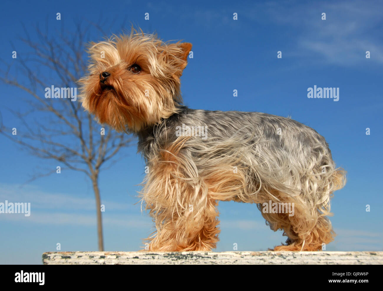Miniature terrier hi-res stock photography and images - Alamy