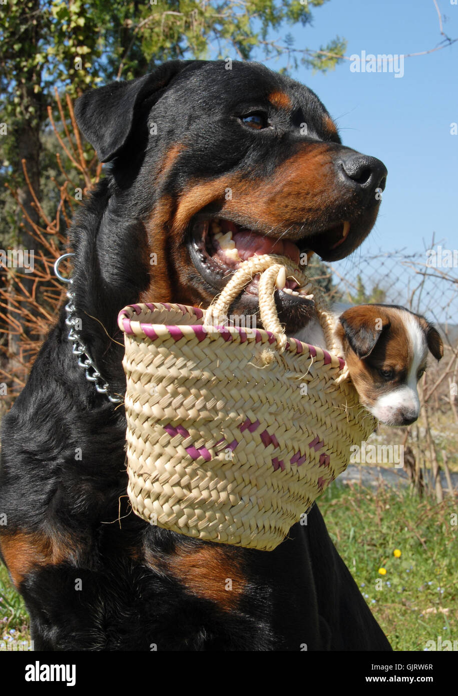 dog jack puppy Stock Photo - Alamy