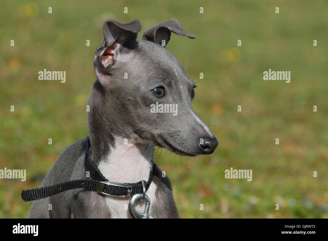 Cute italian greyhound puppy hi-res stock photography and images - Alamy