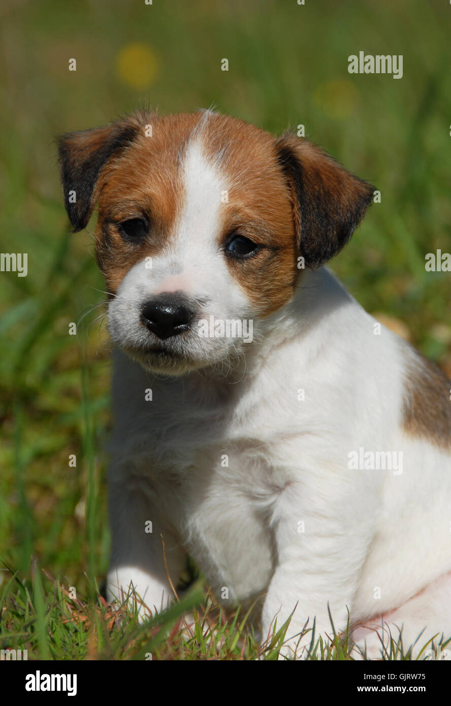pet dog jack Stock Photo - Alamy