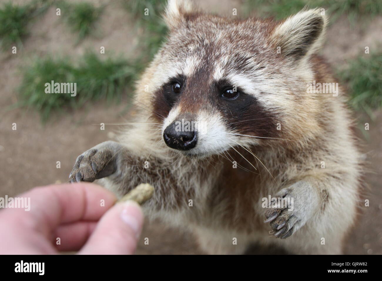 fodder animal mammal Stock Photo - Alamy