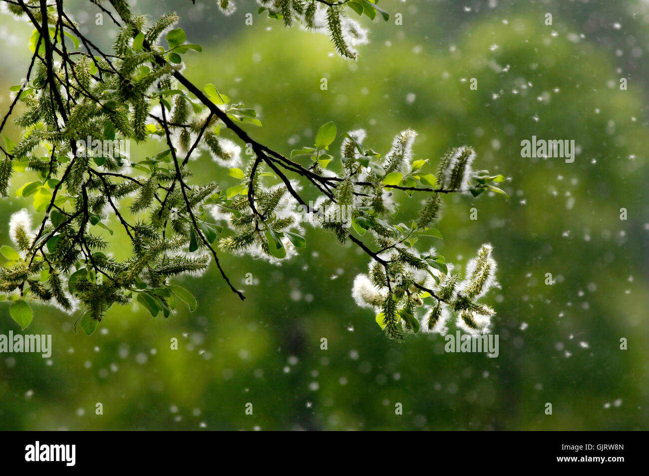 Windy willow hi-res stock photography and images - Alamy
