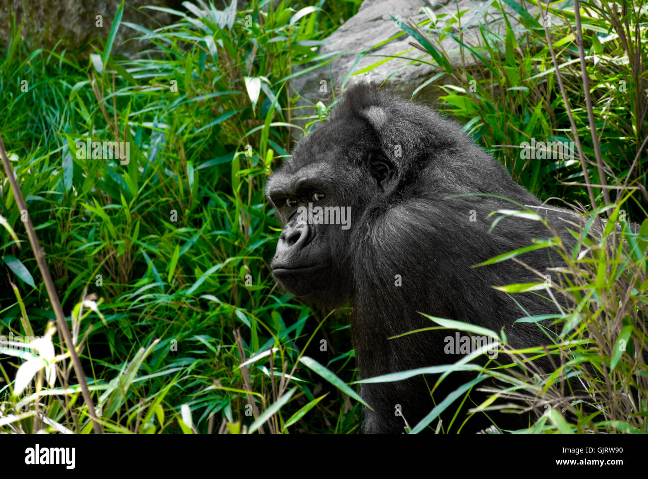 Strong gorilla hi-res stock photography and images - Alamy