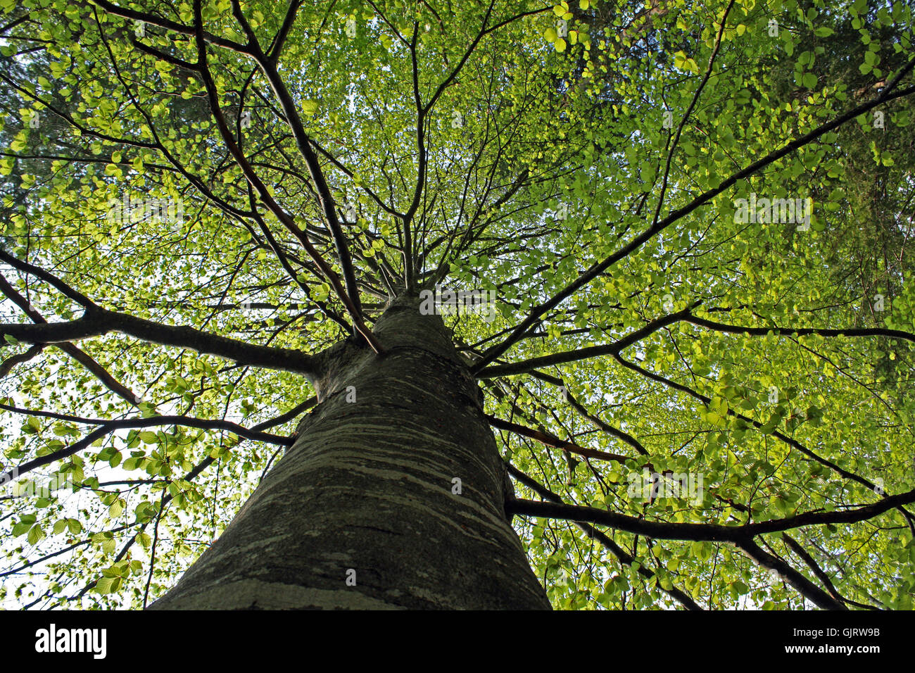 tree leaves beech Stock Photo - Alamy