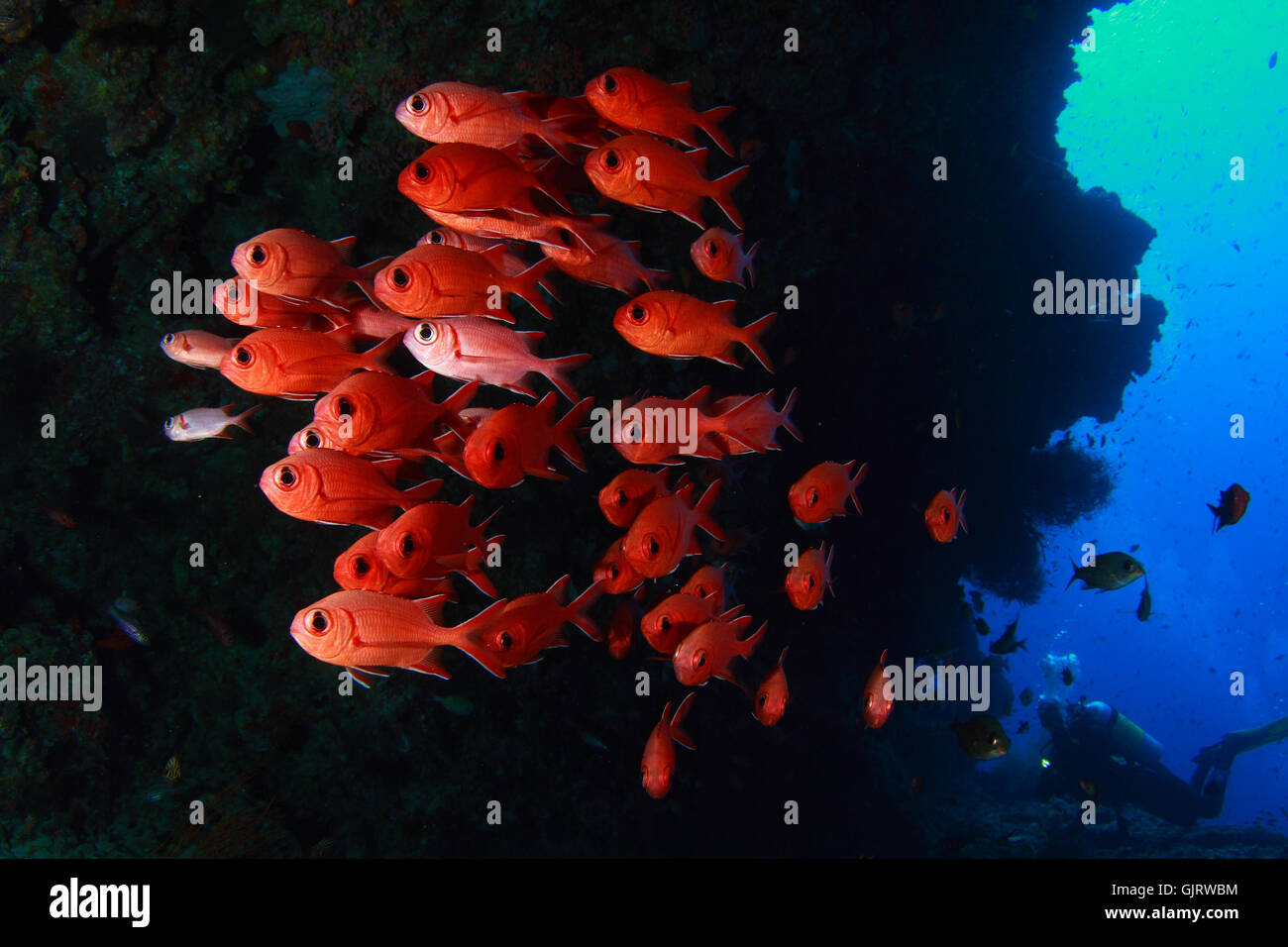 blue maldives pisces Stock Photo - Alamy