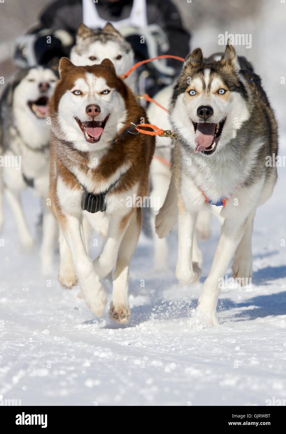 Husky sleigh running hi-res stock photography and images - Alamy