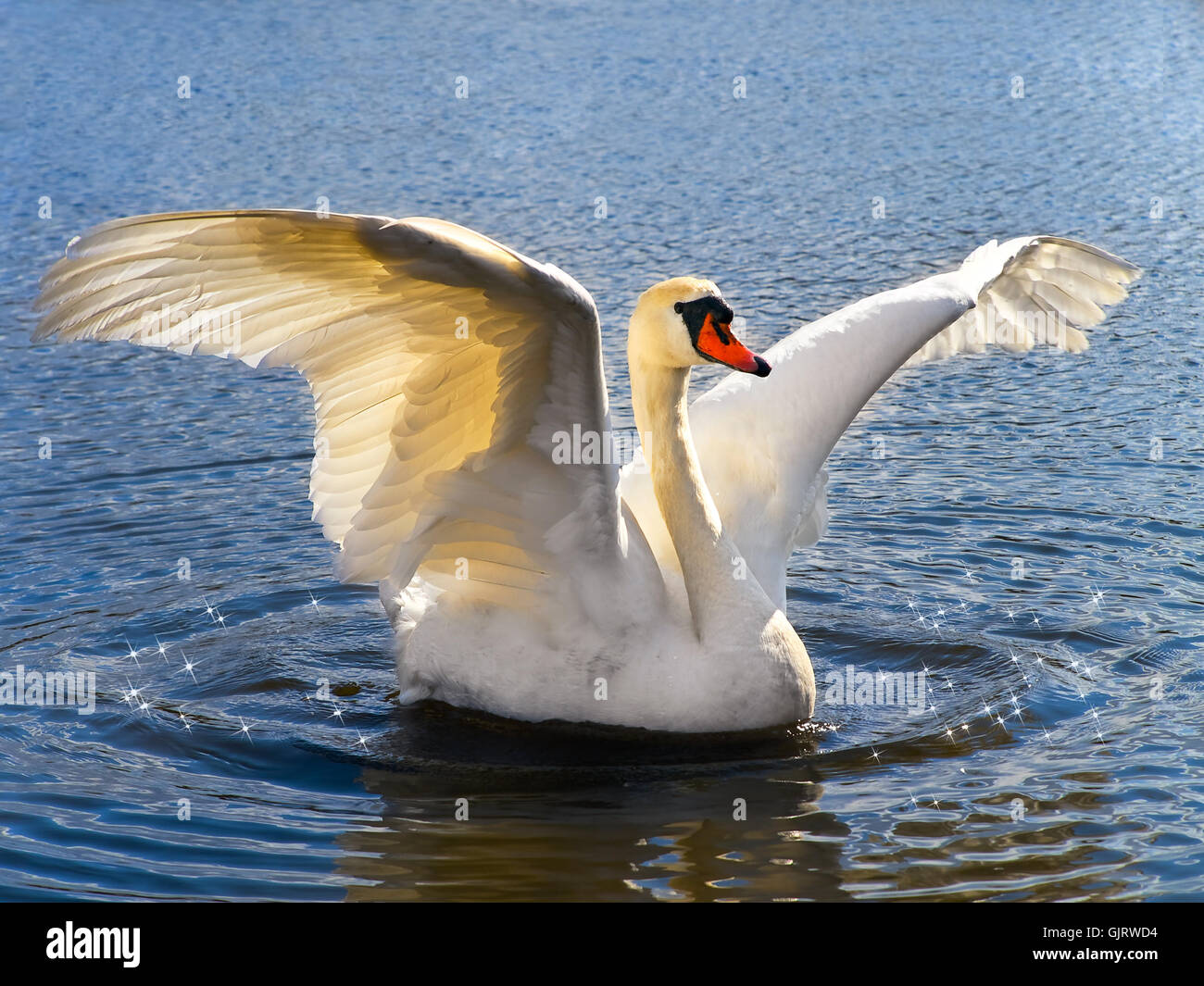 animal bird swan Stock Photo - Alamy