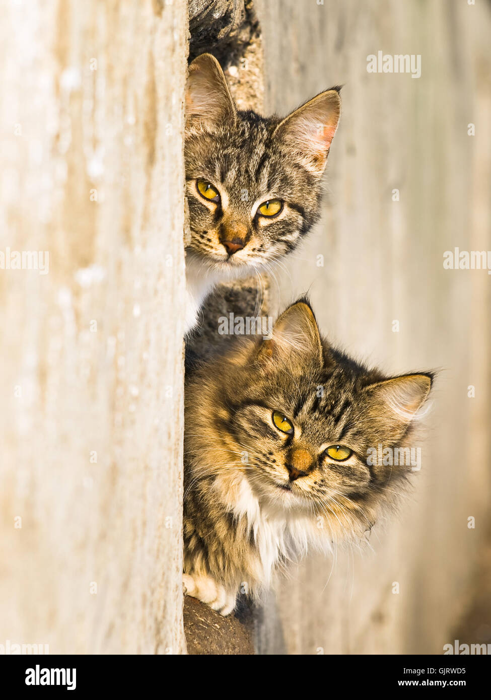 Pets cats hi-res stock photography and images - Alamy