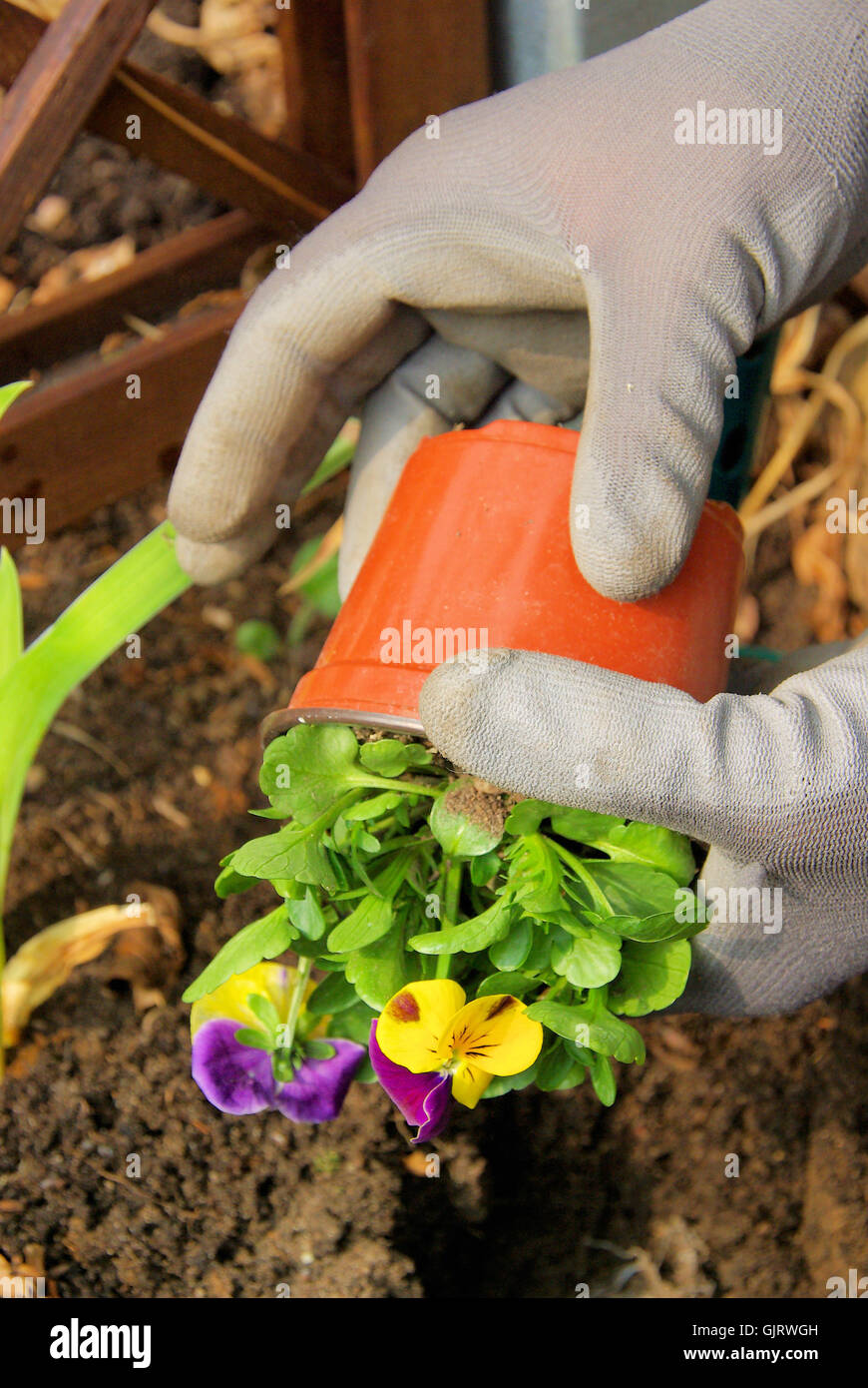 hand garden plant Stock Photo - Alamy