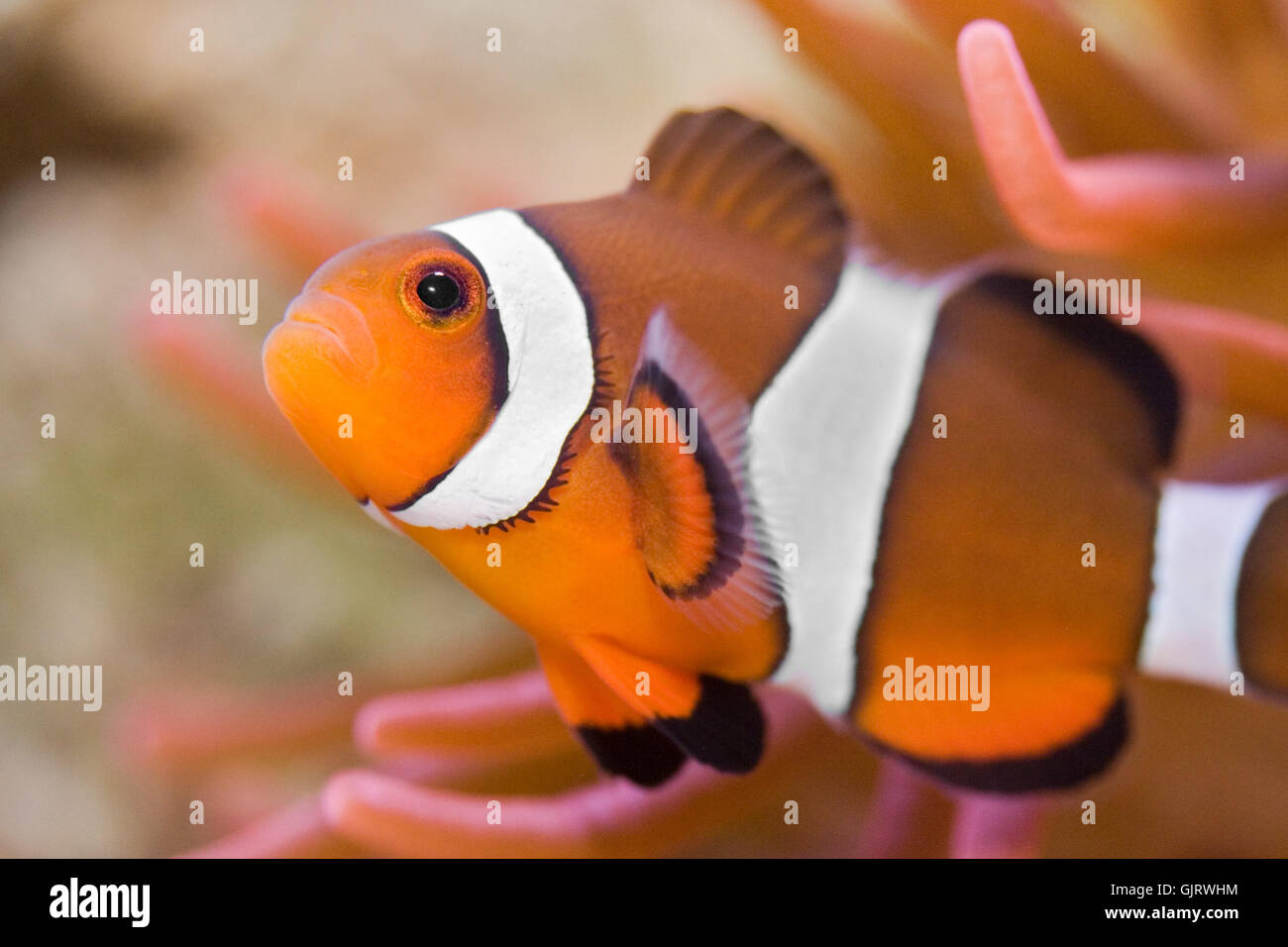 fish dive clown fish Stock Photo - Alamy