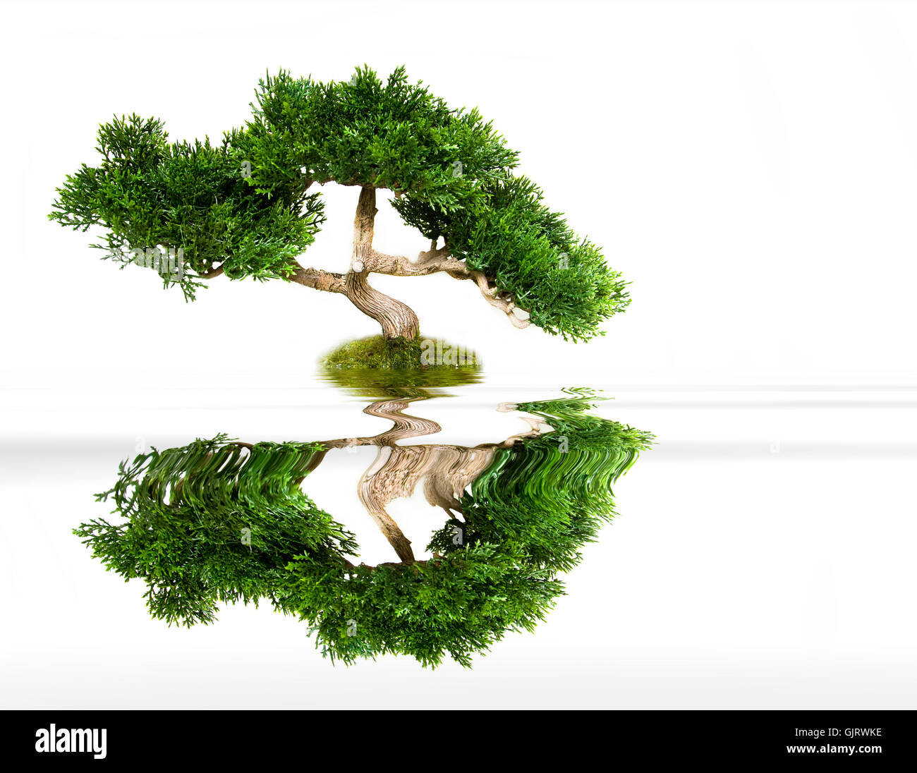 Tree shape reflection hi-res stock photography and images - Alamy