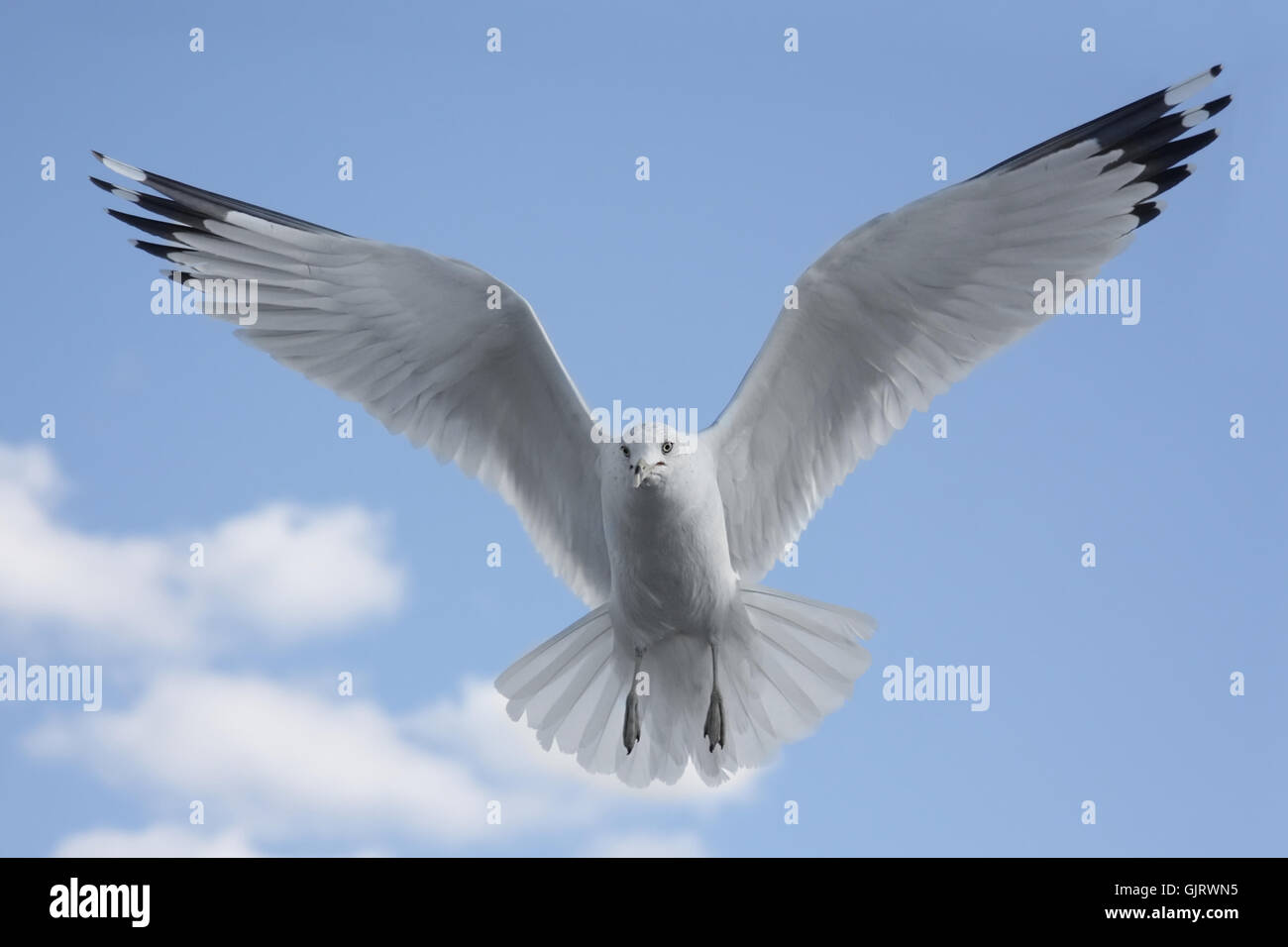 blue bird beach Stock Photo - Alamy