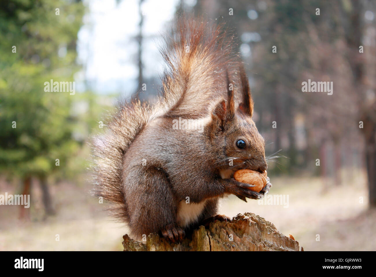 park brown brownish Stock Photo - Alamy