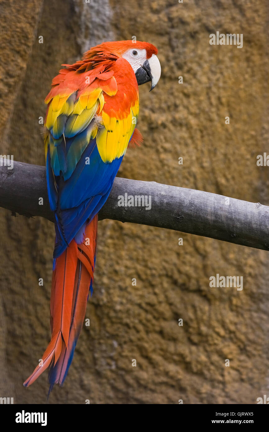 Exotic colored birds hi-res stock photography and images - Alamy