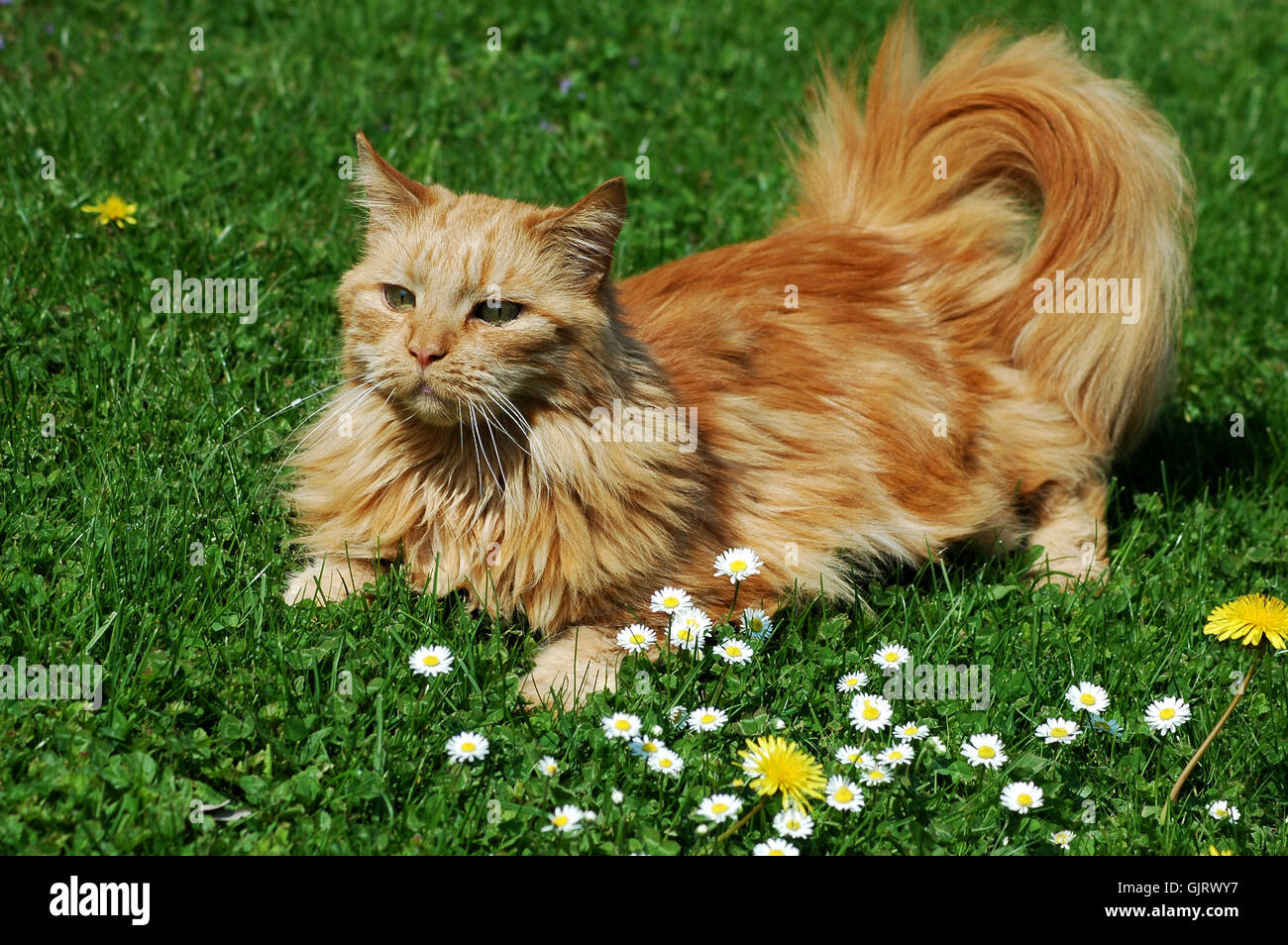 pussycat cat domestic cat Stock Photo - Alamy