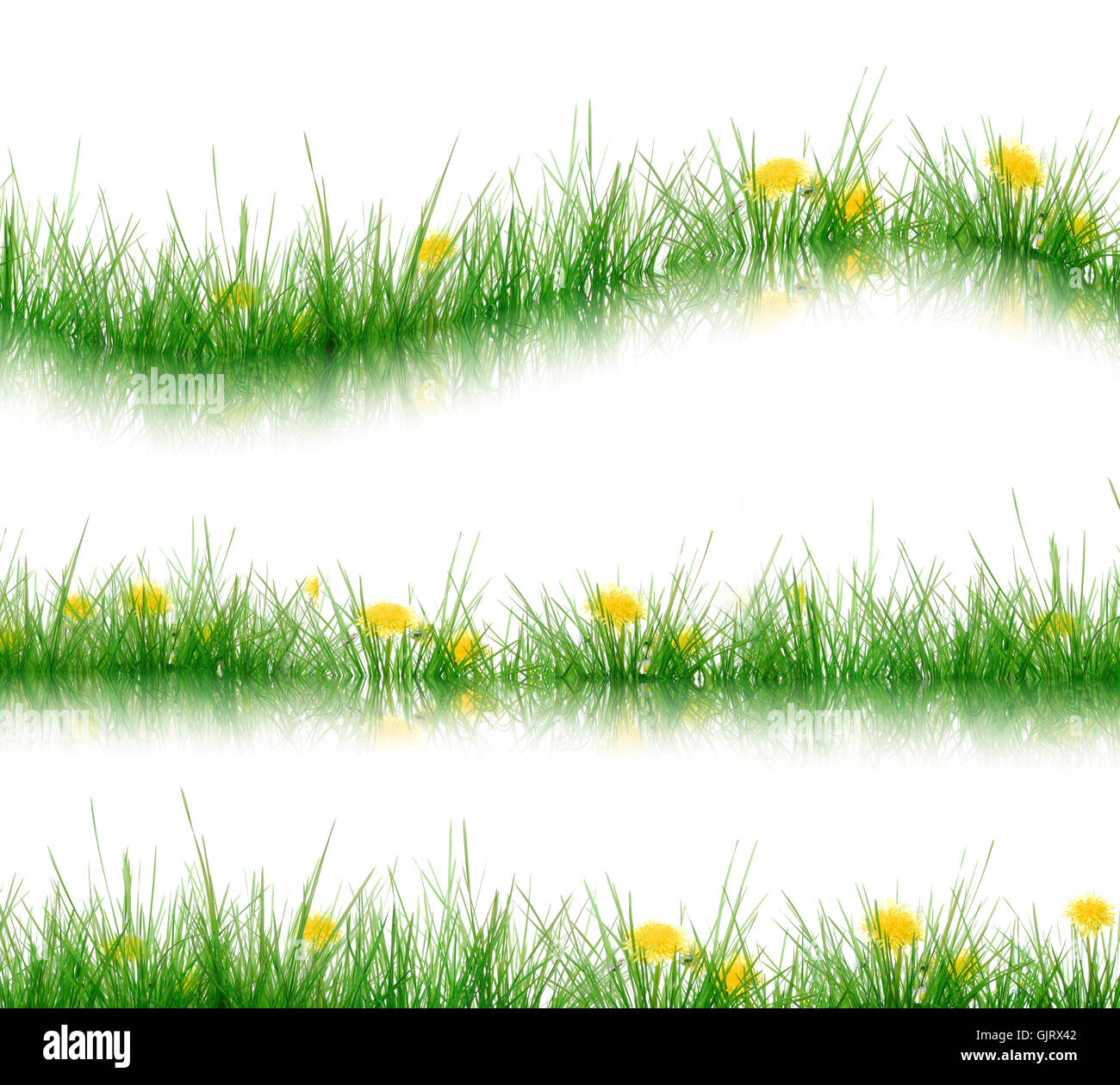 flower plant lines Stock Photo - Alamy