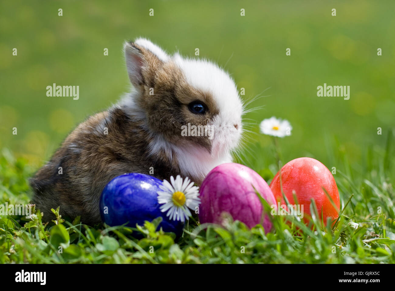 Bunny rabbit hare hi-res stock photography and images - Alamy
