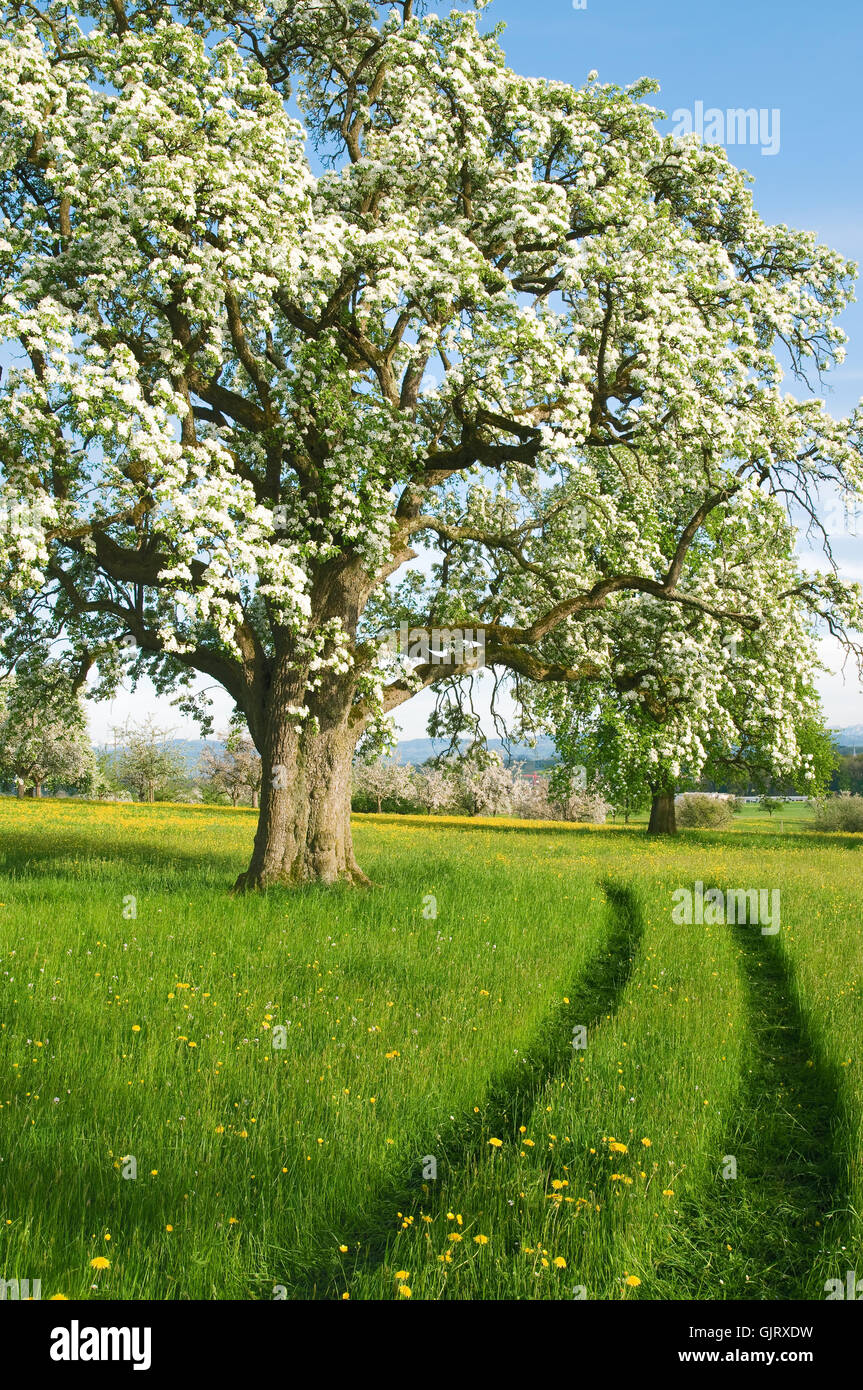 Alps tree hi-res stock photography and images - Alamy
