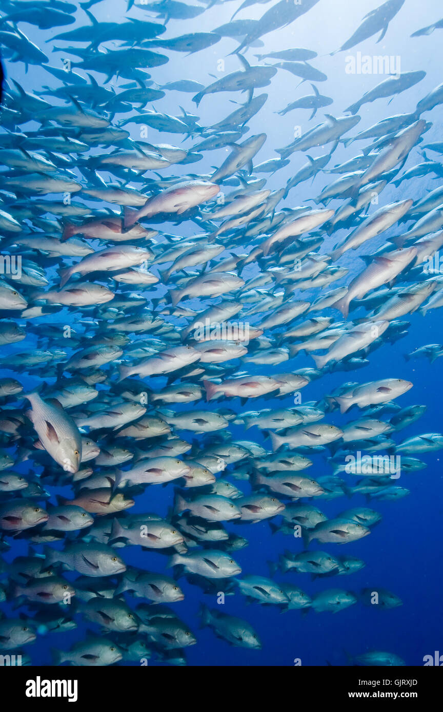 fish underwater egypt Stock Photo - Alamy