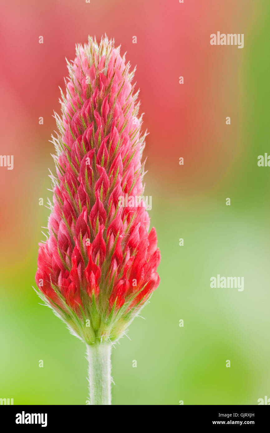 Clover plant hi-res stock photography and images - Alamy