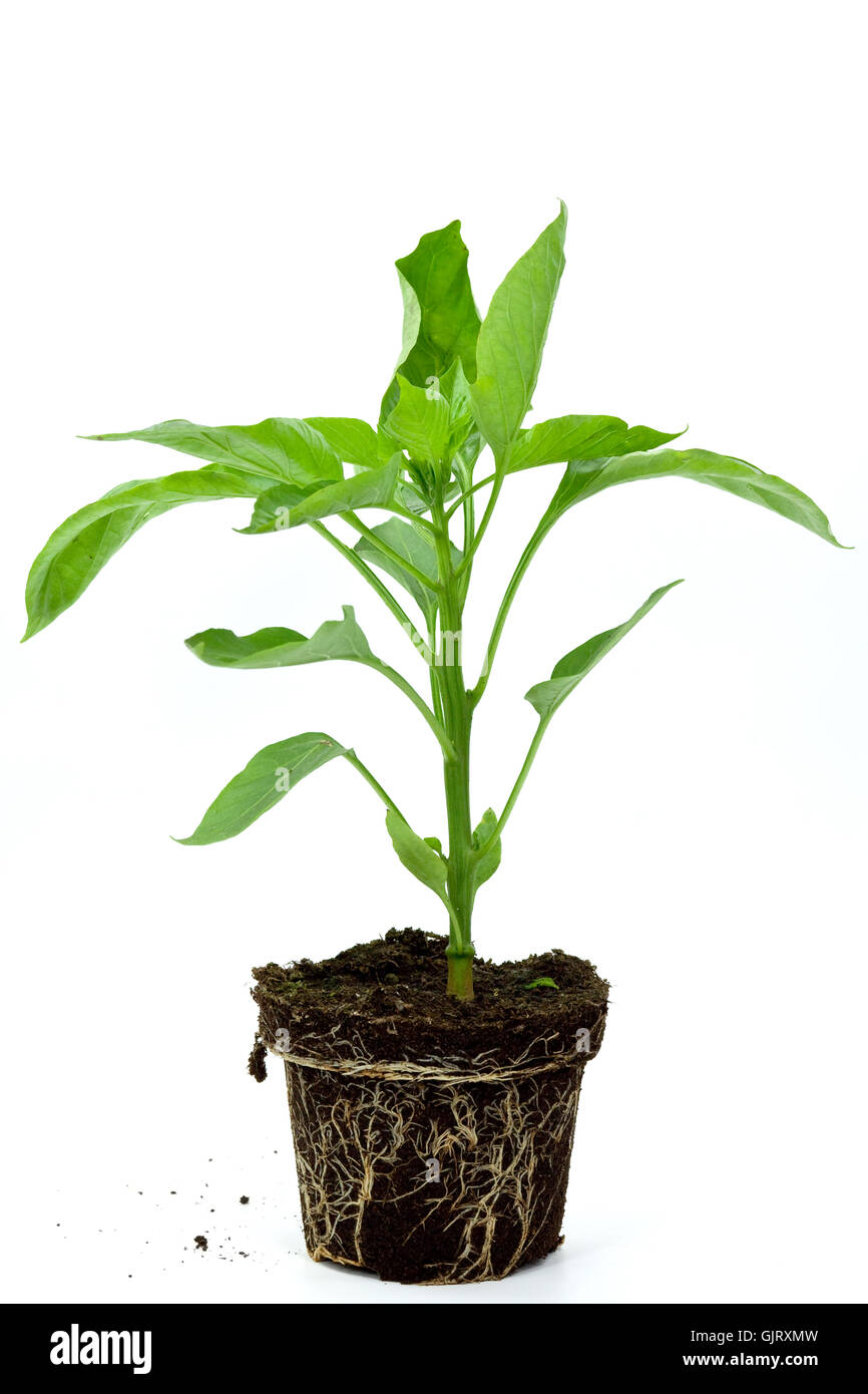 Quotcapsicum annuumquot hi-res stock photography and images - Alamy