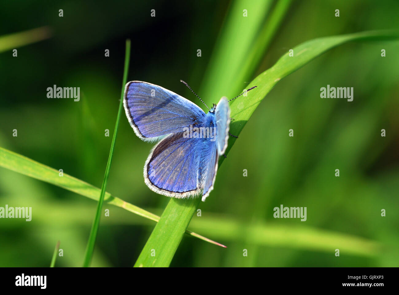 blue insect butterfly Stock Photo - Alamy
