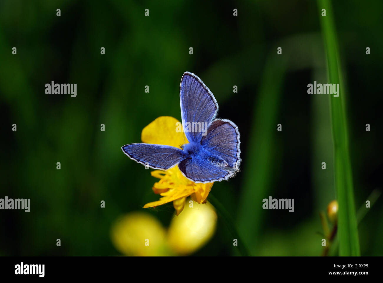 blue insect butterfly Stock Photo - Alamy