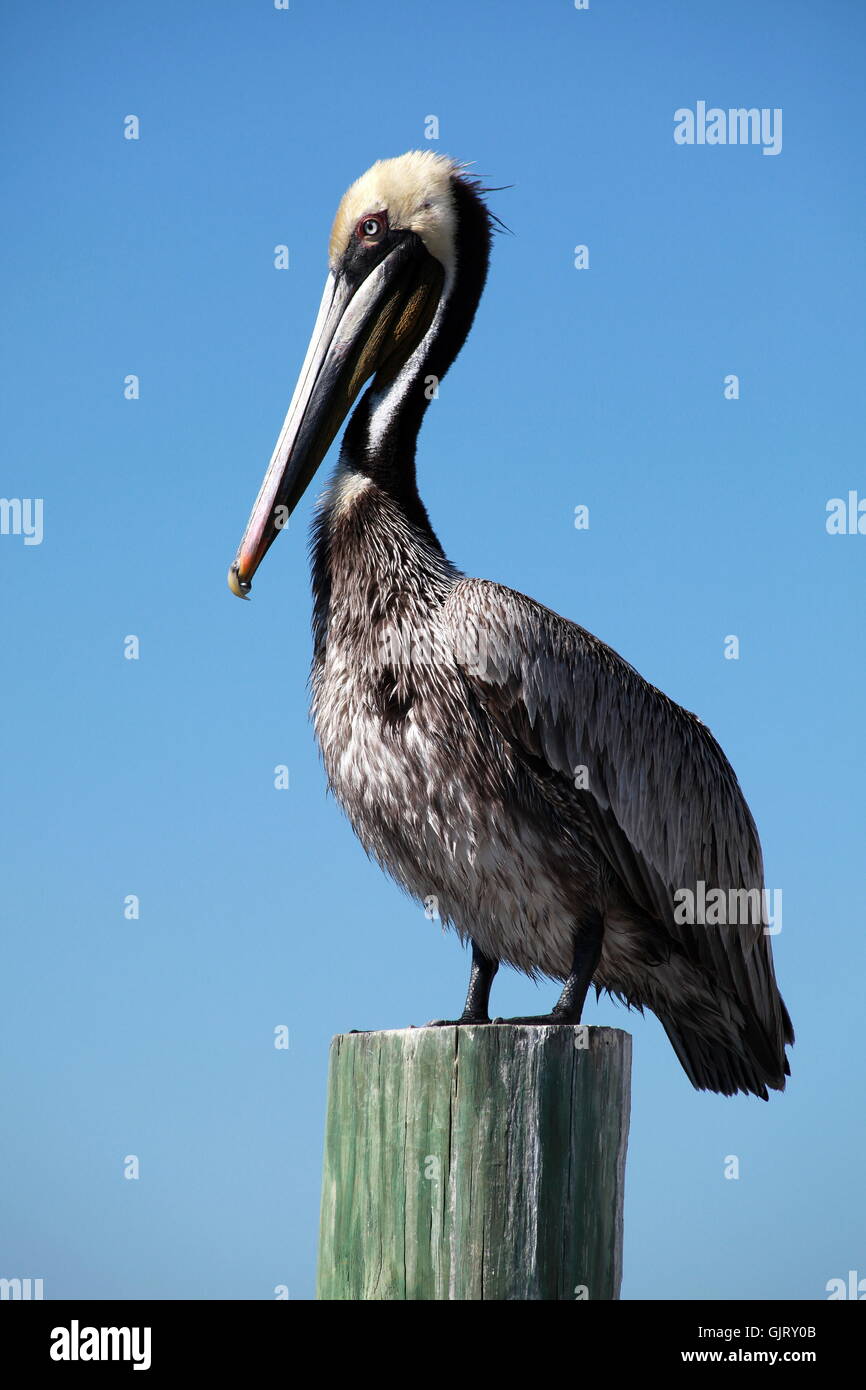 bird birds pelican Stock Photo - Alamy