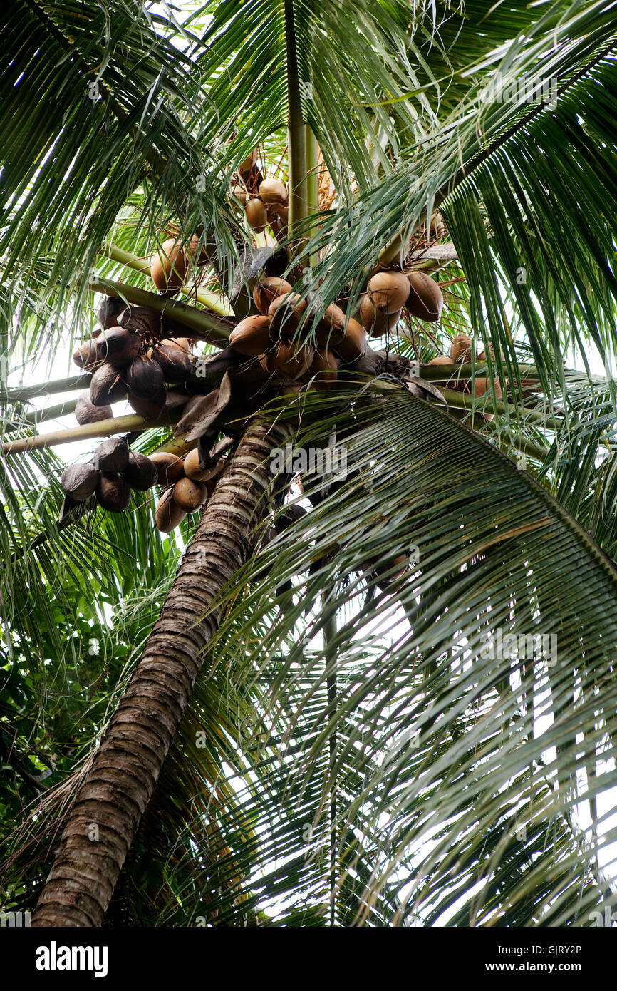 Coconut Tree Trunk Stock Photos & Coconut Tree Trunk Stock Images - Alamy