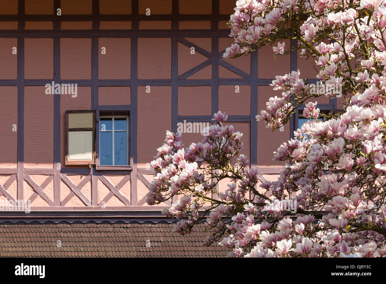 A single window of a pink painted building hidden behind the blossoms ...