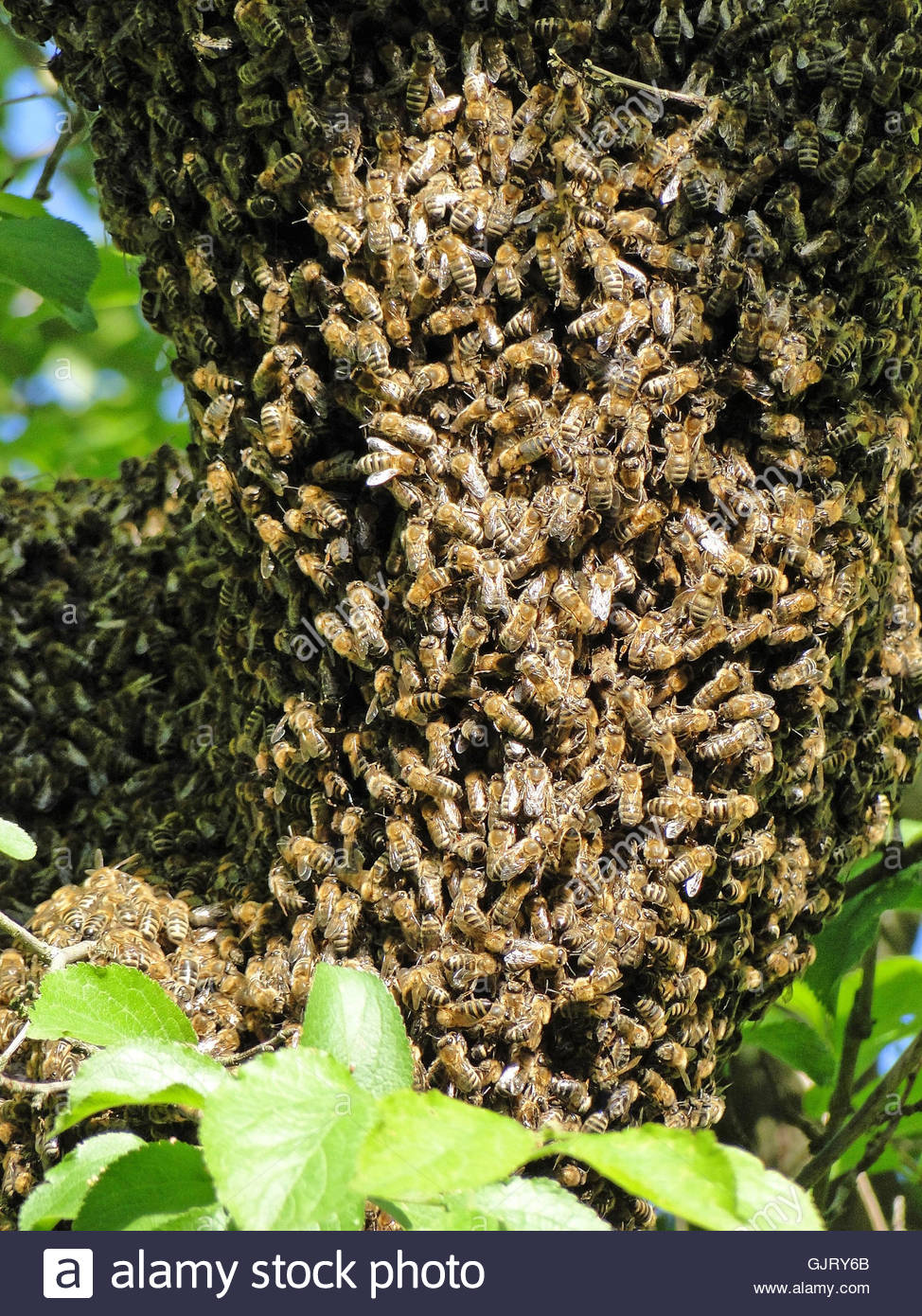 Tree Branch Beehive Stock Photos & Tree Branch Beehive Stock Images - Alamy