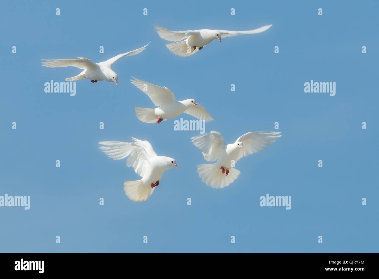 Pigeon swarm flies hi-res stock photography and images - Alamy