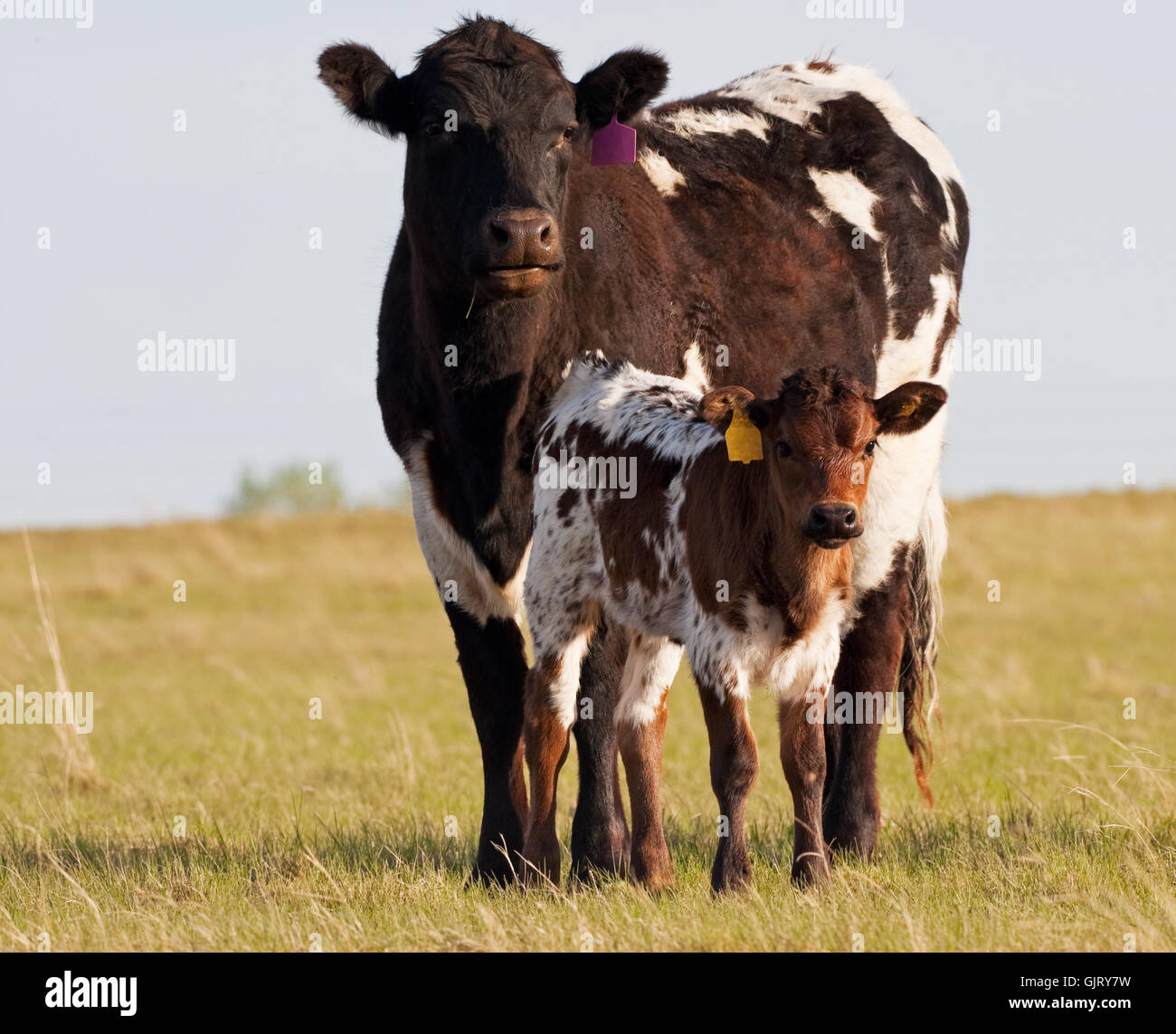 agriculture farming spring Stock Photo - Alamy
