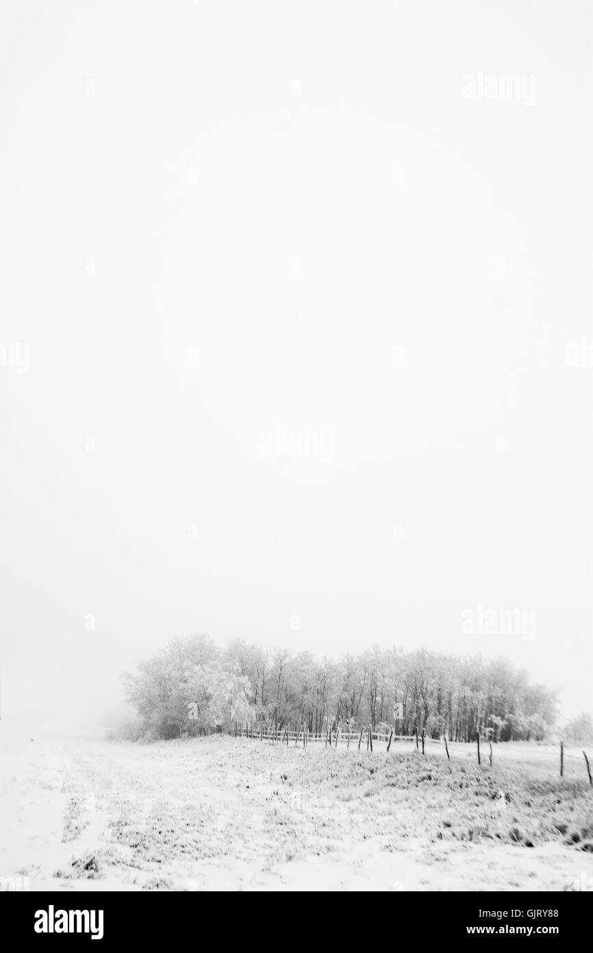 god tree horizon Stock Photo - Alamy