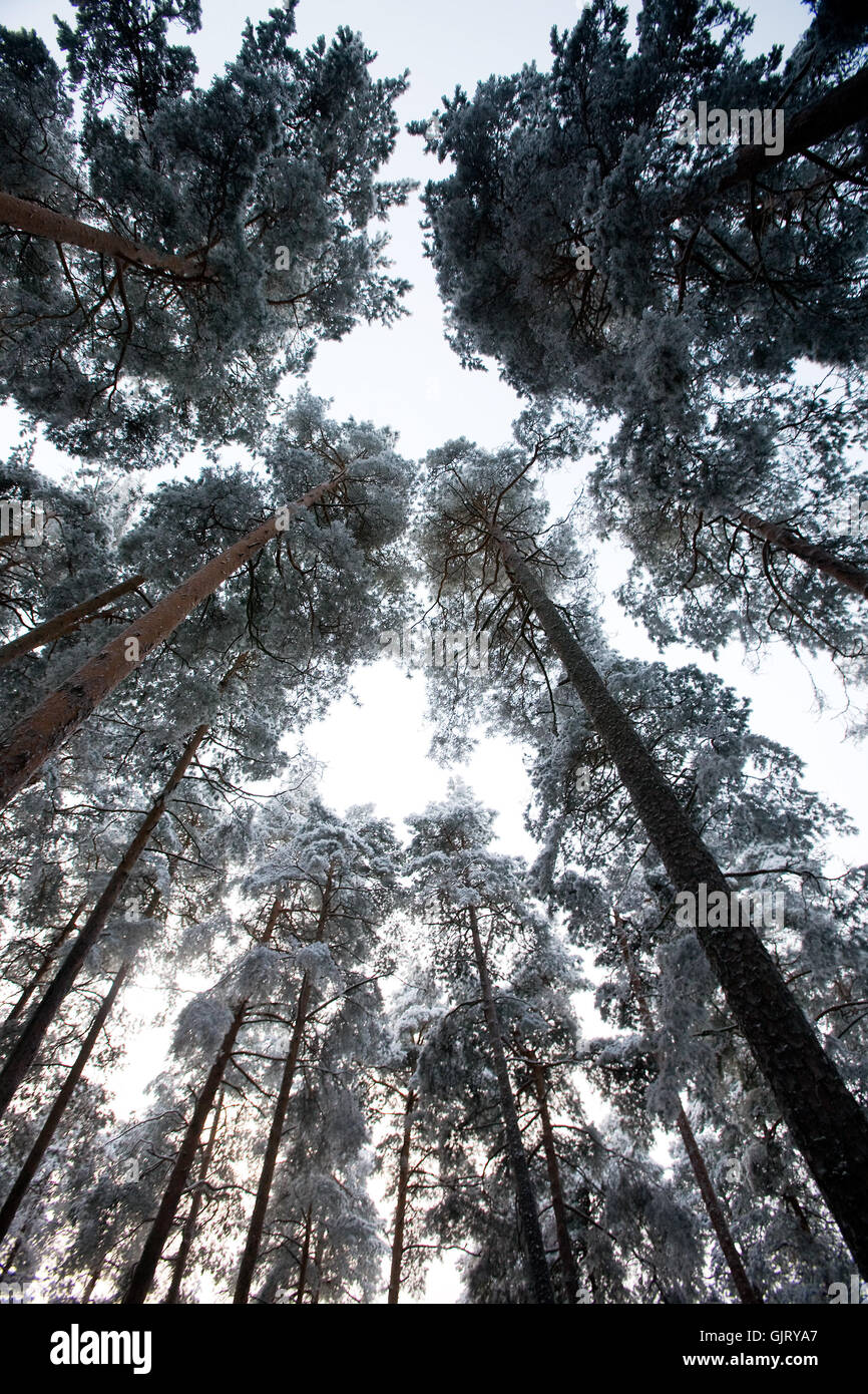 tree trees winter Stock Photo - Alamy
