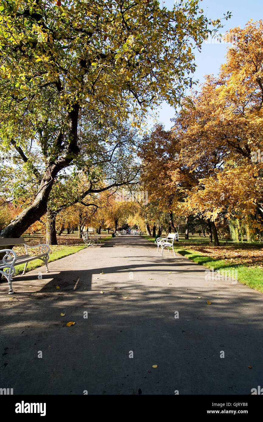 city town tree Stock Photo - Alamy
