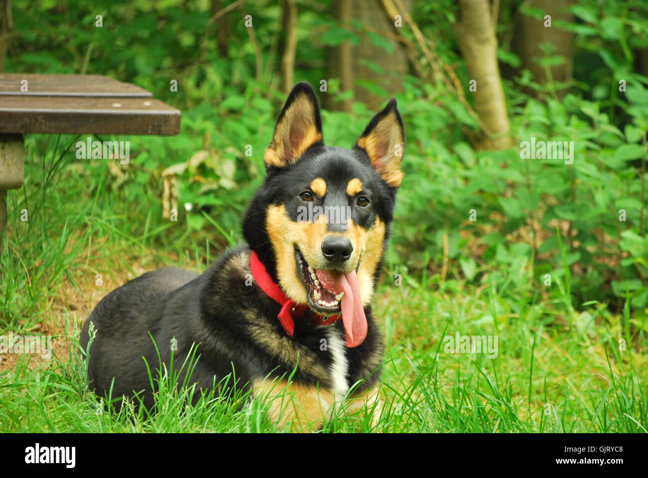 tree trees dog Stock Photo - Alamy
