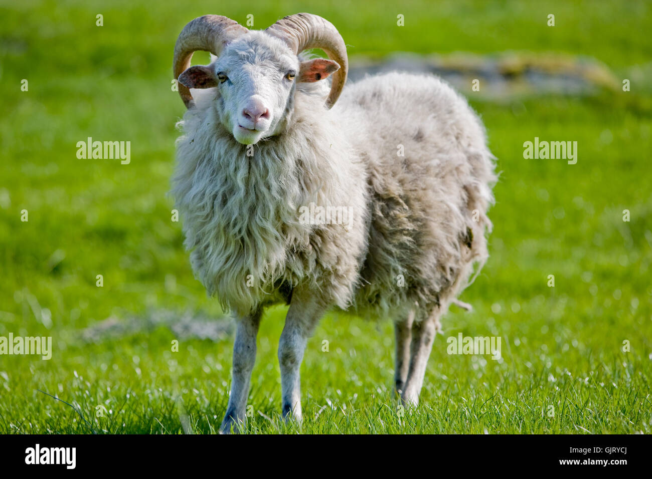 Laugh sheep hi-res stock photography and images - Alamy