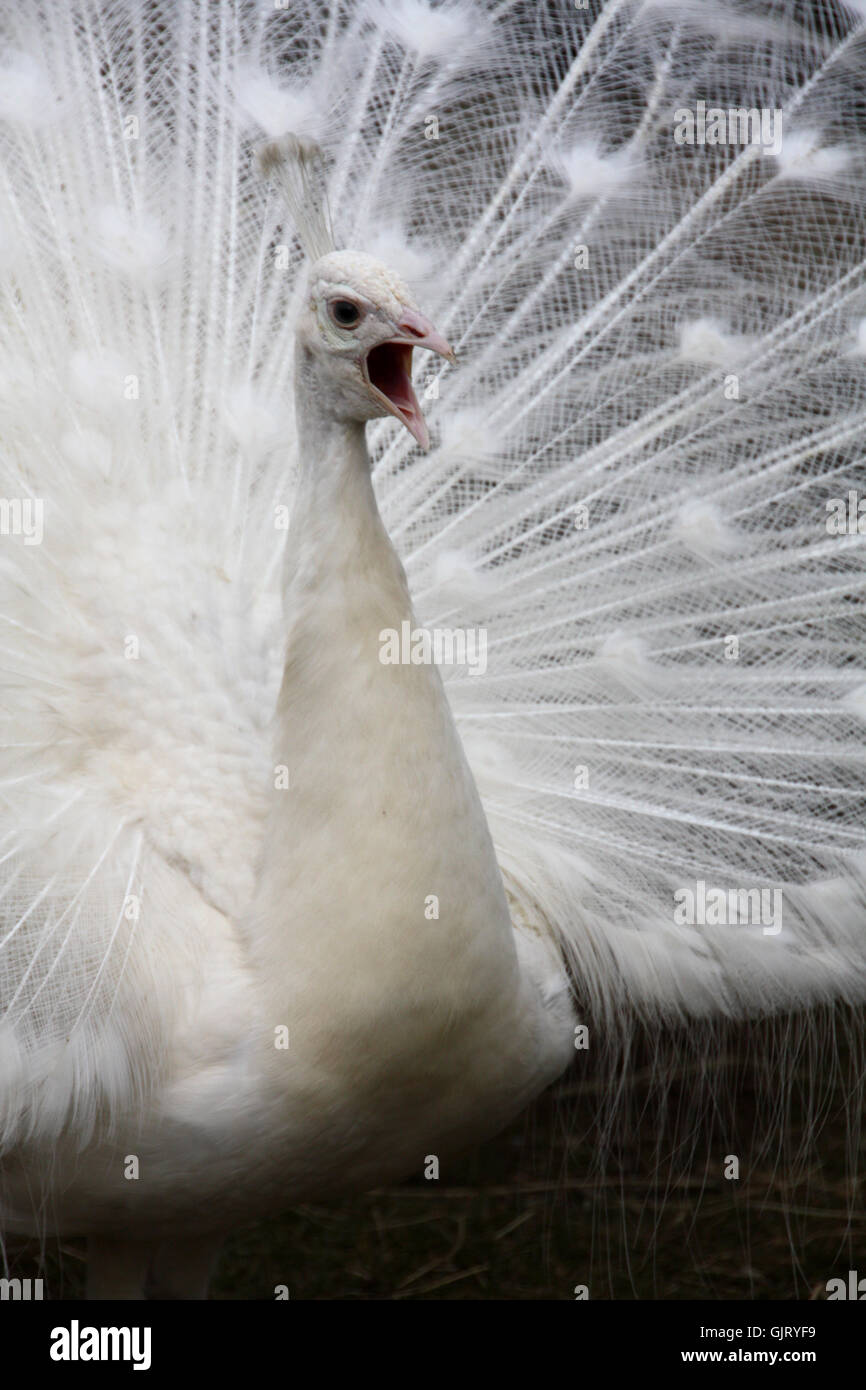bird birds blank Stock Photo - Alamy