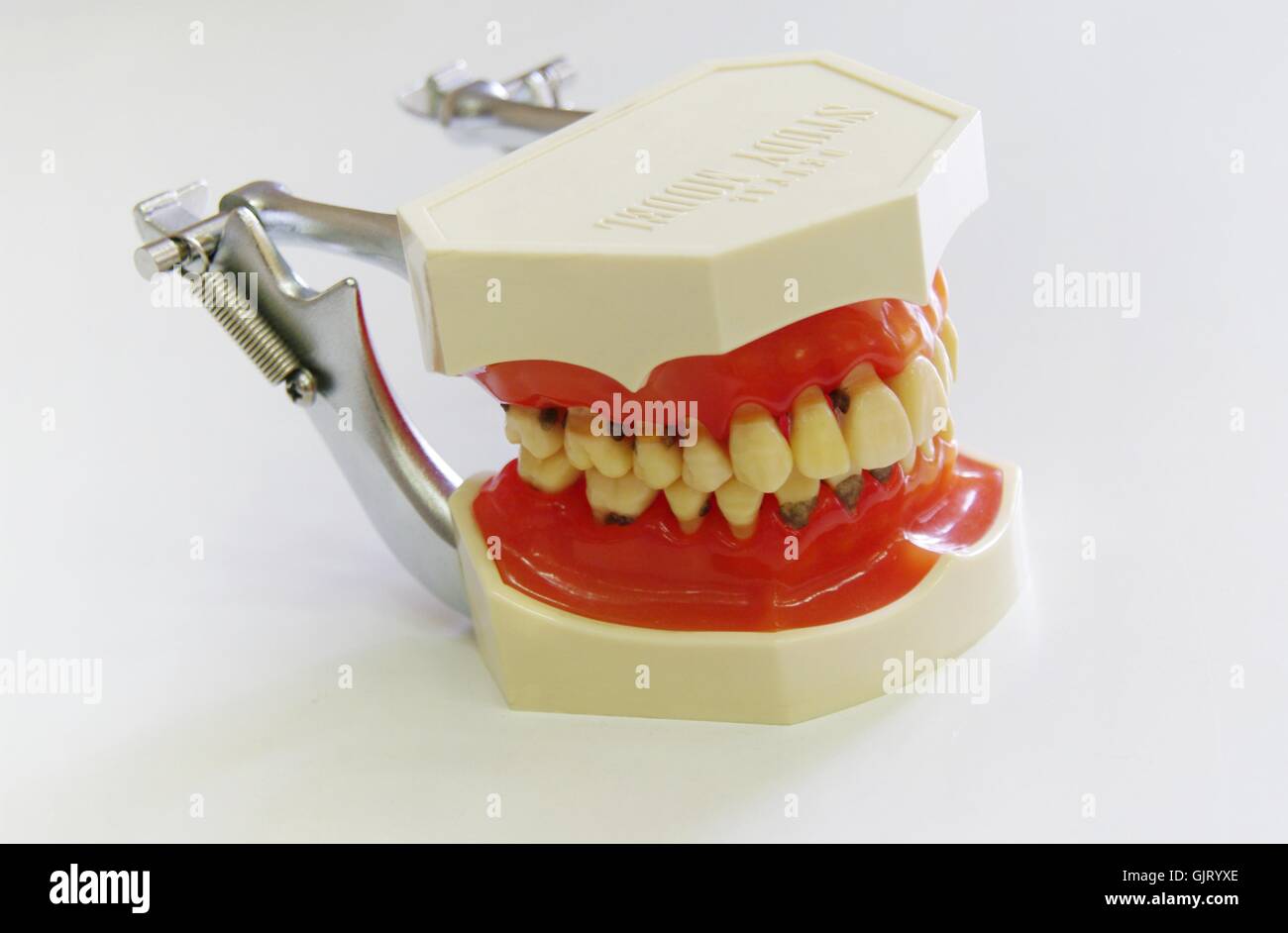 at the dentist - teeth model Stock Photo - Alamy
