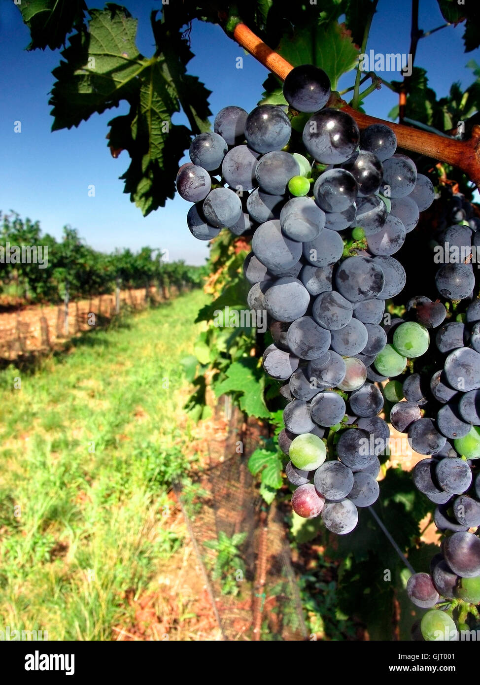 agriculture farming grapes Stock Photo - Alamy