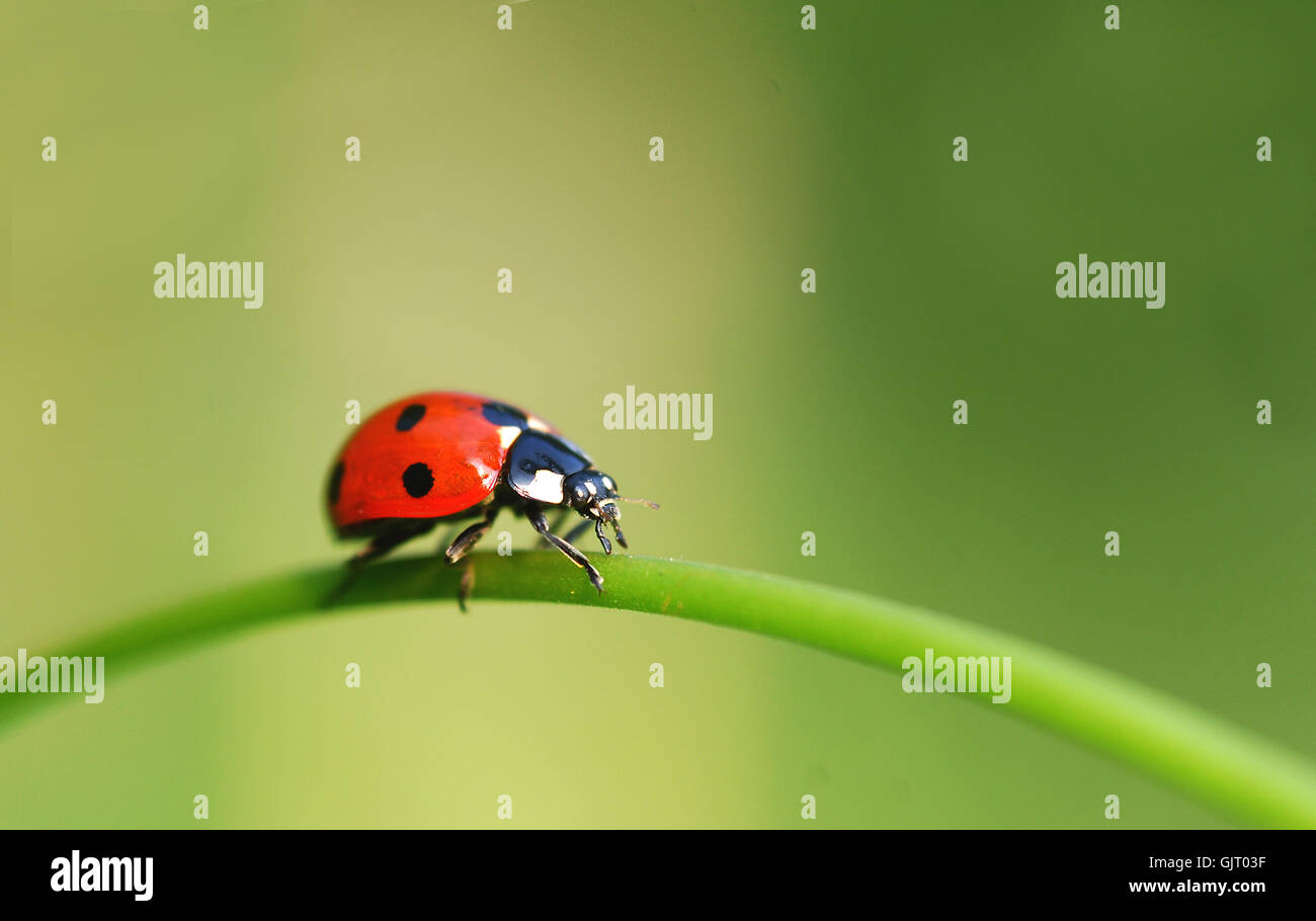 Ladybird hi-res stock photography and images - Alamy