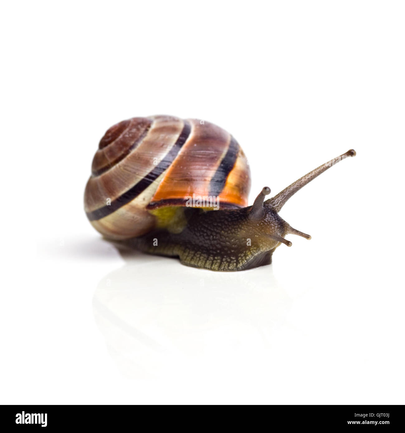 Slimy insect hi-res stock photography and images - Alamy