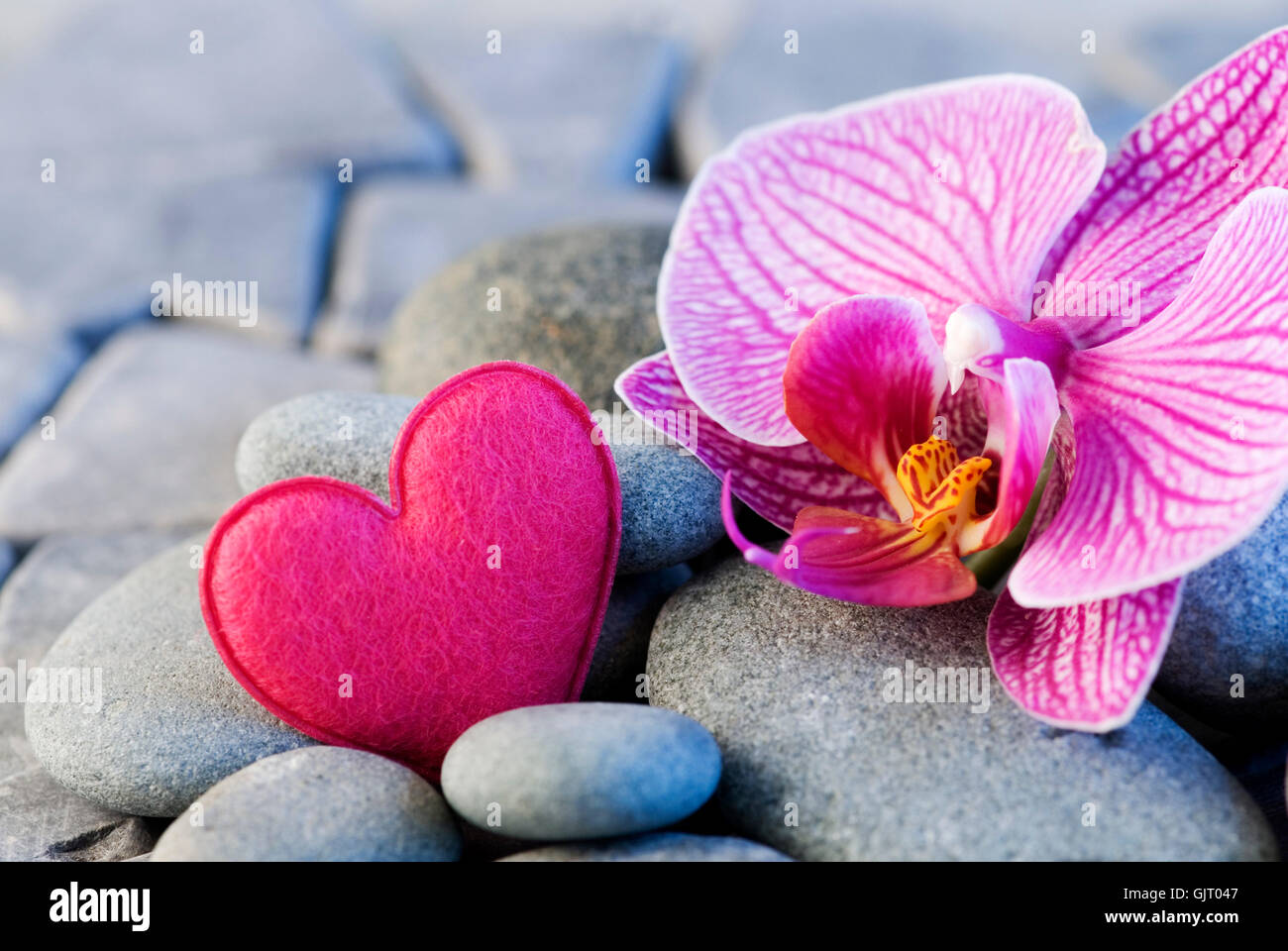 stone flower plant Stock Photo - Alamy