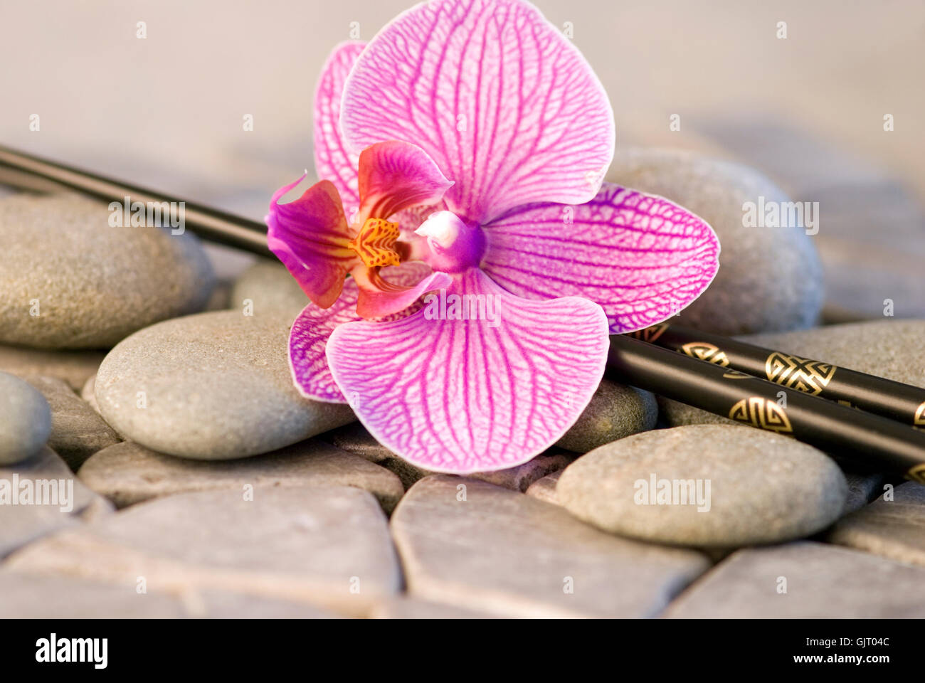 Pebble plant hi-res stock photography and images - Alamy