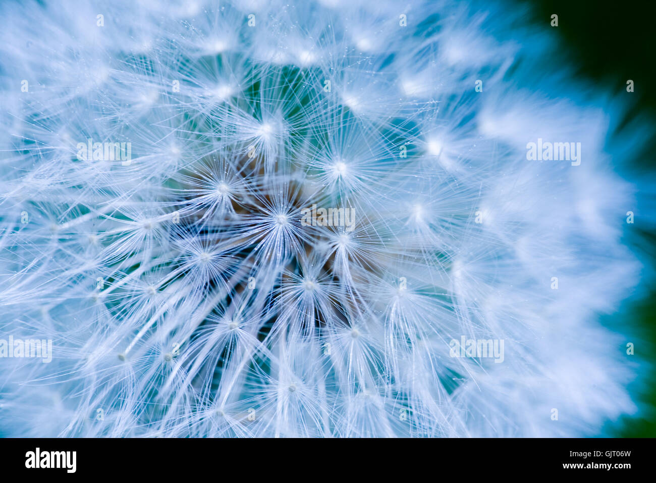blue macro close-up Stock Photo - Alamy