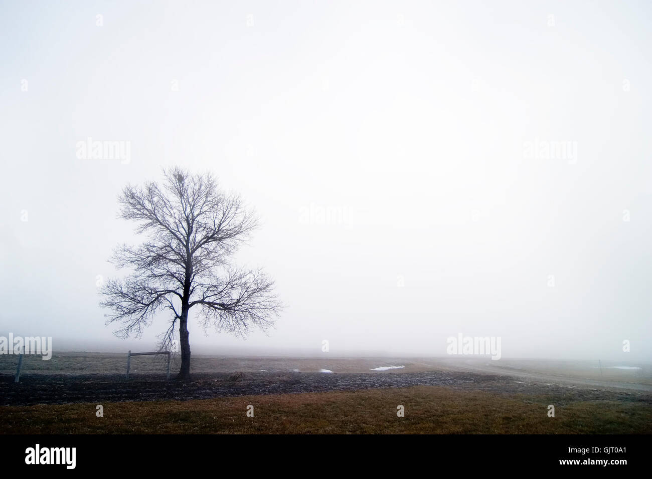 single tree winter Stock Photo - Alamy