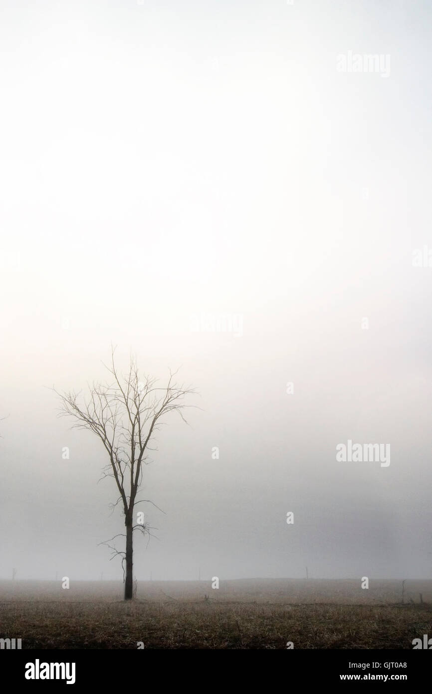 Strange single tree hi-res stock photography and images - Alamy