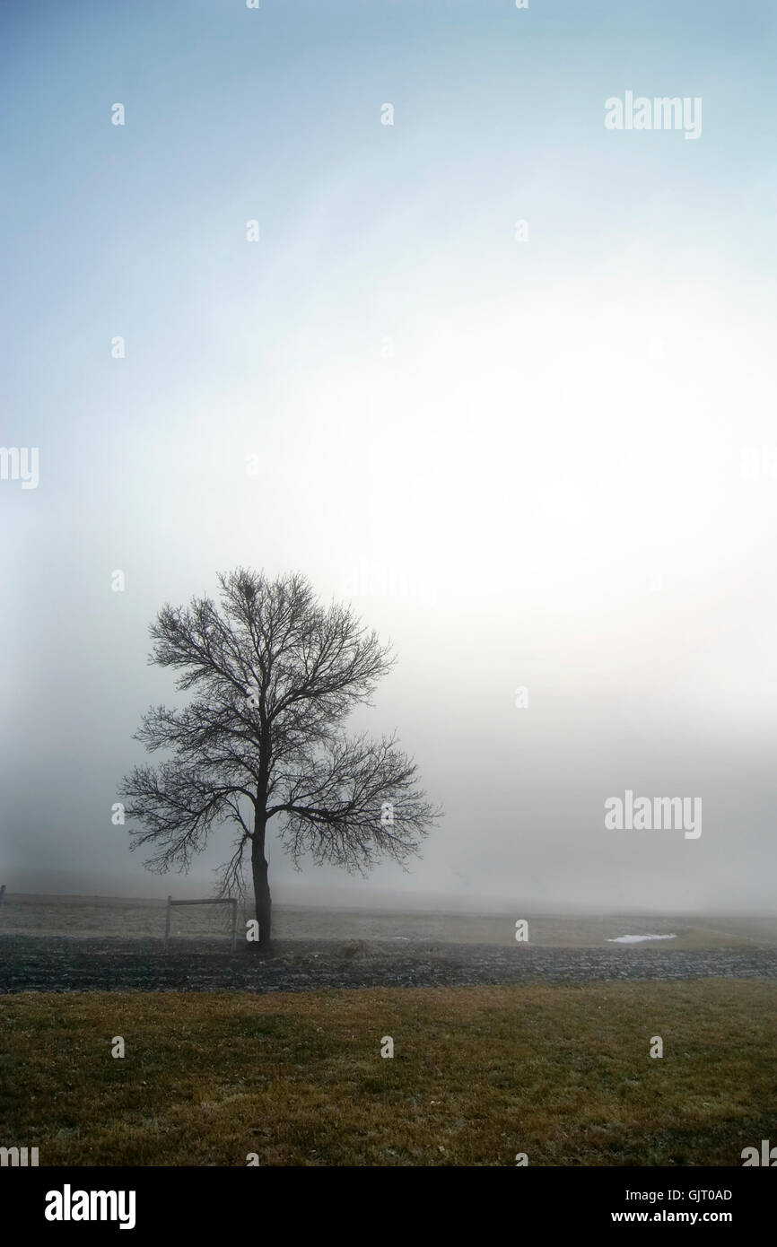 Strange single tree hi-res stock photography and images - Alamy